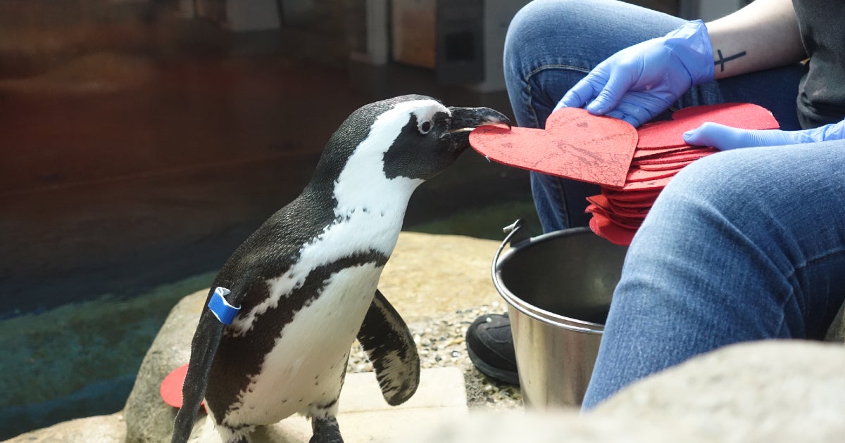 African Penguins At California Academy of Sciences Get Valentines - CBS ...