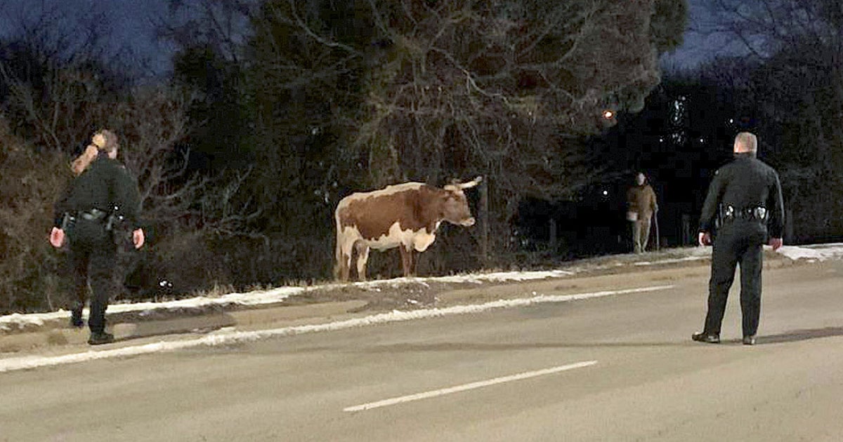 Police Officers Corral Longhorn On The Loose In Arlington, Help Repair ...