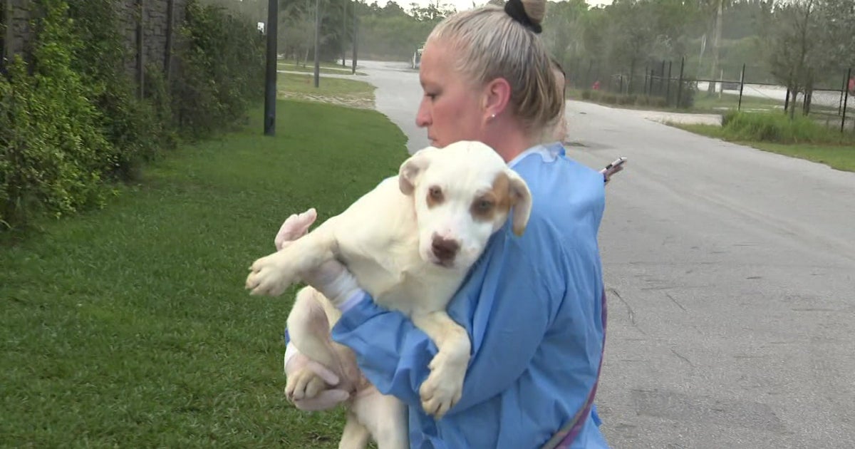 South Florida's Big Dog Rescue Helping Families, Shelters In Texas ...
