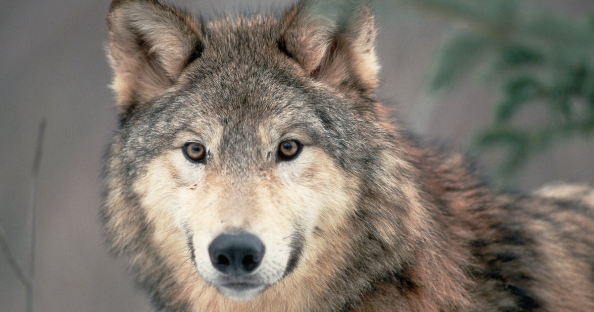 Gray Wolf Travels From Oregon To Central California, Further Than Any ...