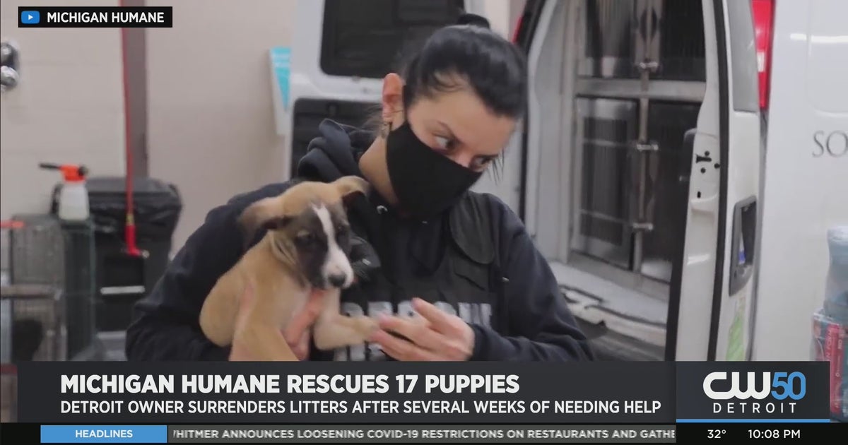 17 Puppies Turned Into Detroit's Michigan Humane Society - CBS Detroit
