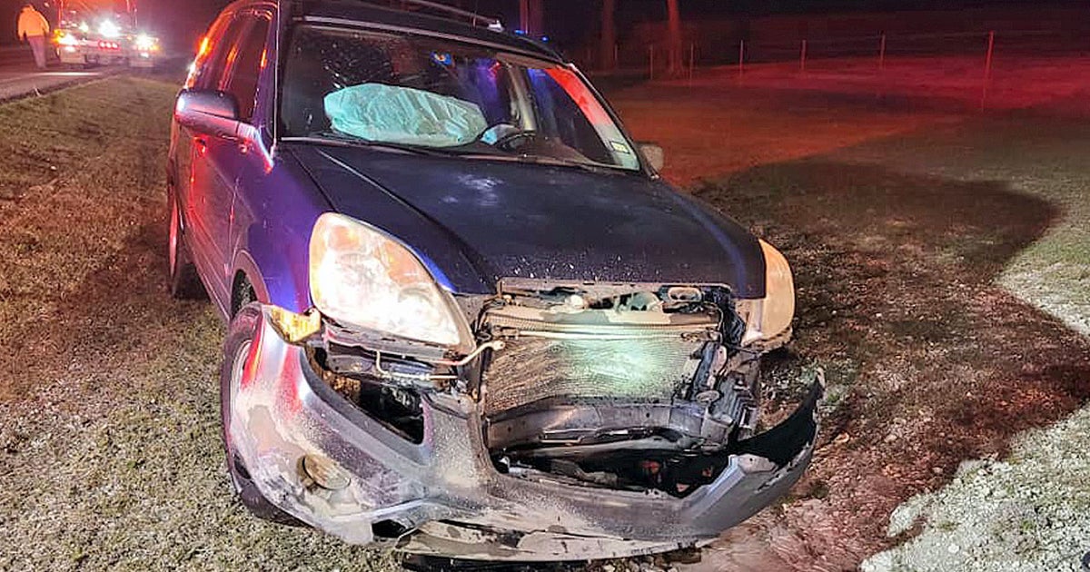 'Vehicle Versus Wild Hog,' Police Warn Of Seatbelt Safety As Pig Dead ...