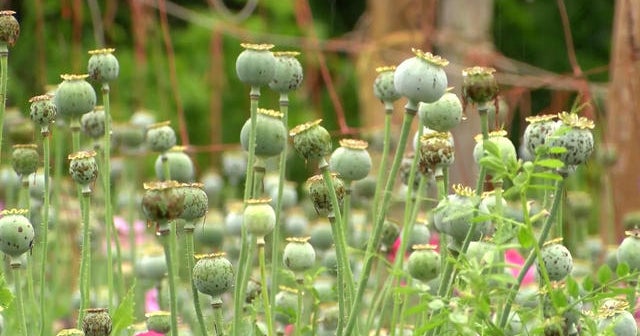 Arrest made in discovery of poppy field worth $500M - CBS News