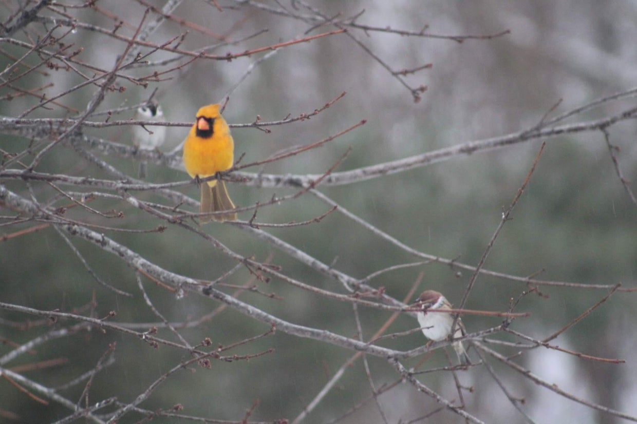 A rare yellow cardinal has been spotted in Illinois — and there's a ...
