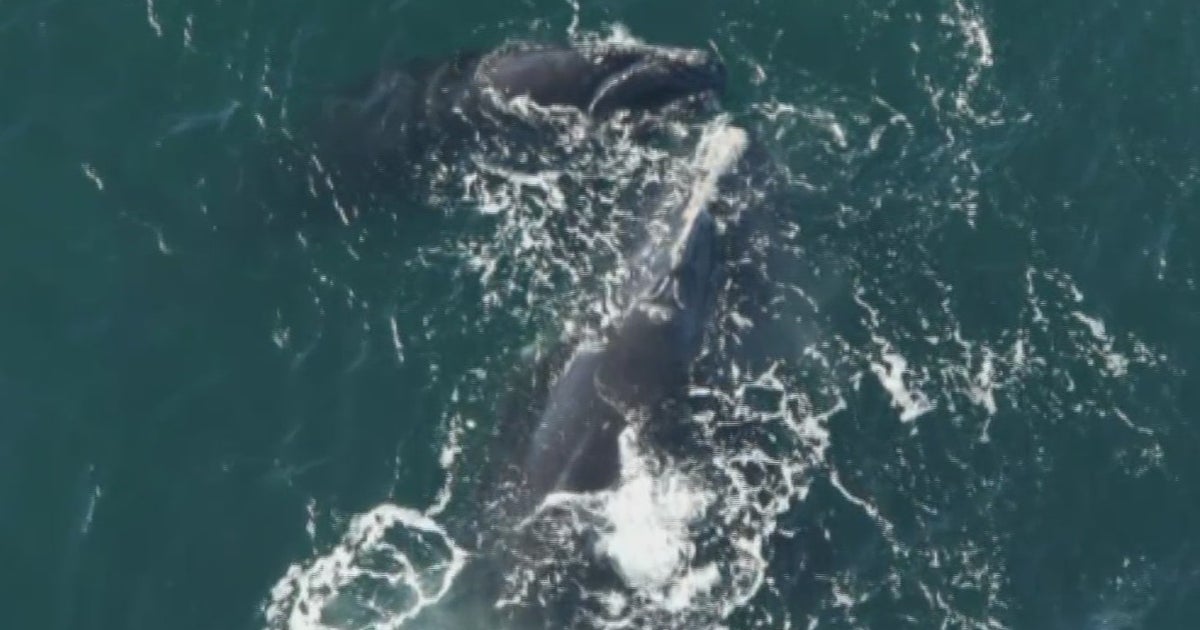 Endangered Whale Spotted Off Coast Of Martha's Vineyard - CBS Boston