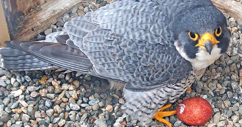 UC Berkeley Peregrine Falcons Lay First Egg of 2021 Breeding Season ...