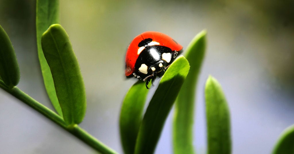 Survey: Lucky Ladybugs Most Common Florida Superstition - CBS Miami