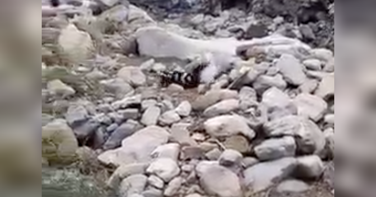 Rare Spotted Skunk Rehabbed In El Dorado County Released Near Oprah's ...