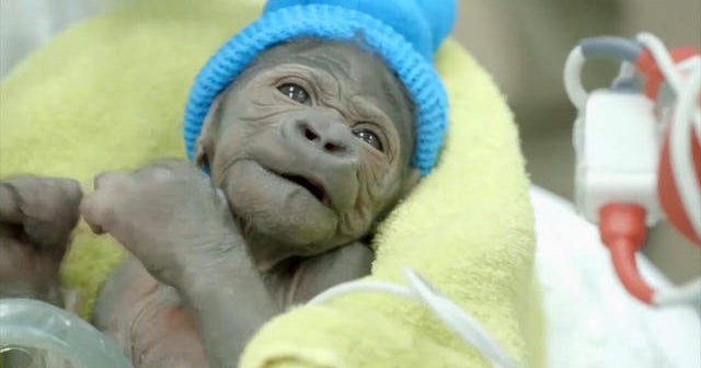 Baby Gorilla: It’s a girl - CBS News