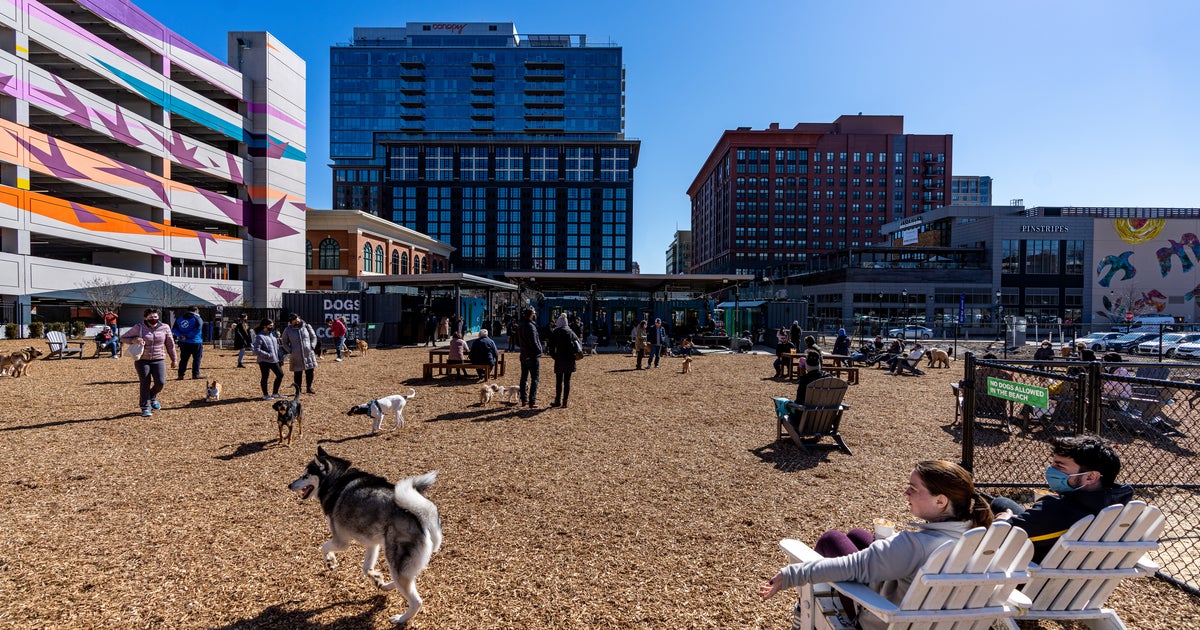 Bark Social 'Dog Bar' Opens In Maryland - CBS Philadelphia
