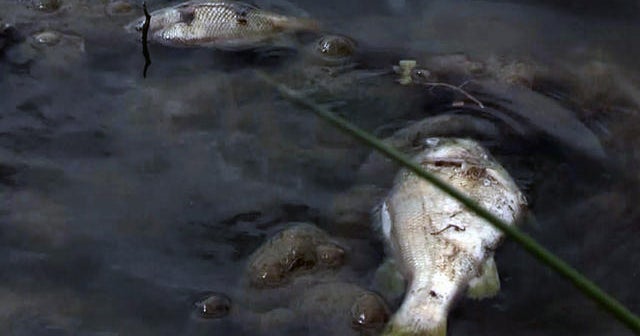 Harsh Indiana winter causes apparent fish kill - CBS News