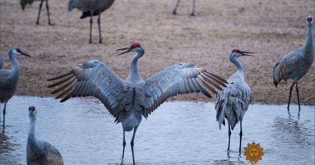 The magnificent sandhill crane migration - CBS News
