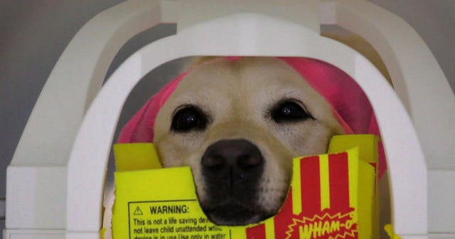 Inside animal minds: New series looks at who's smartest - CBS News