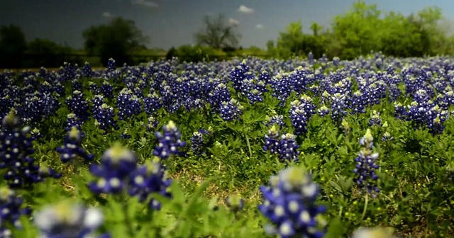 Killer cabbage threatens Texas state flower - CBS News