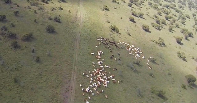 Drones used to track and protect animals from poaching - CBS News