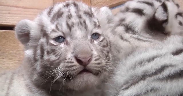 Five rare white tiger cubs born in Austrian zoo - CBS News
