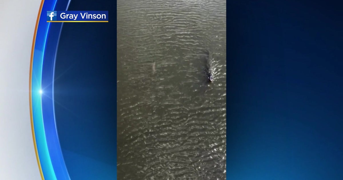 SEE IT: Florida Man Captures Video Of Bull Shark And Alligator Swimming ...
