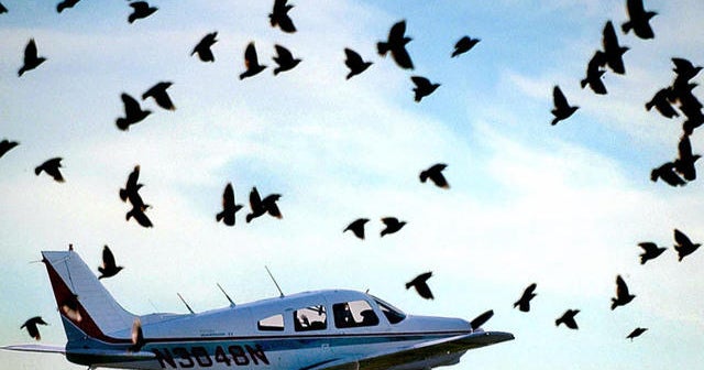 Bird strike incidents rapidly increasing in U.S. airports - CBS News