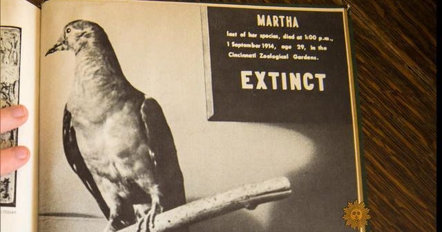New life for the extinct? - CBS News