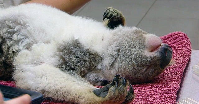Scientists fight to save koalas from sexually transmitted disease - CBS ...