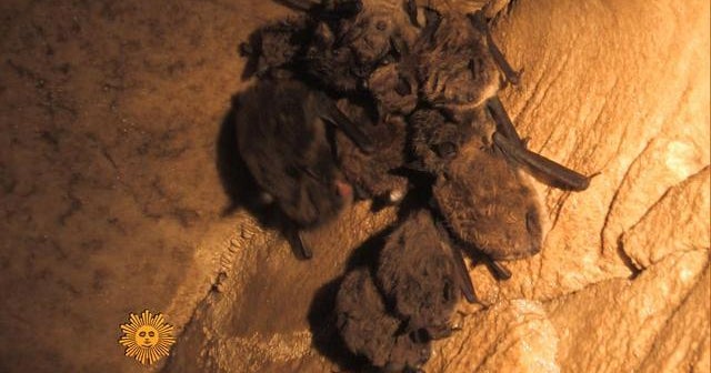 Nature: Bats of Vermont - CBS News