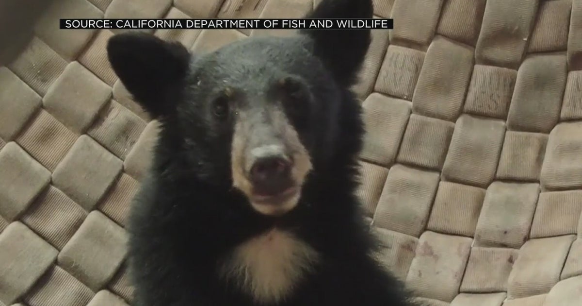 'Not Normal Behavior': Bears Behaving Oddly Raising Red Flags About ...