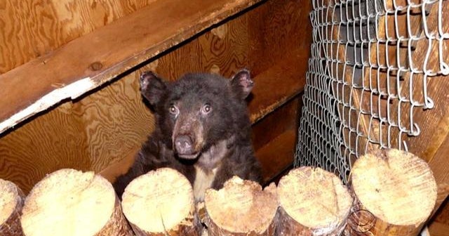 Cinder the bear cub gets a second chance - CBS News