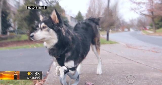 Dog receives prosthetic legs made by 3D printer - CBS News