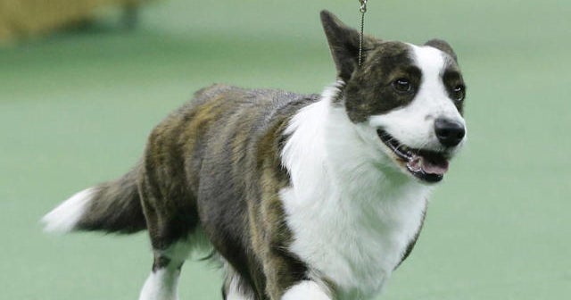 Are Corgis dying out? - CBS News