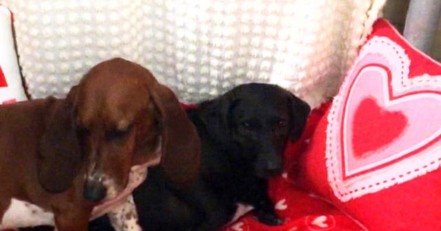 Two shelter dogs become best friends - CBS News