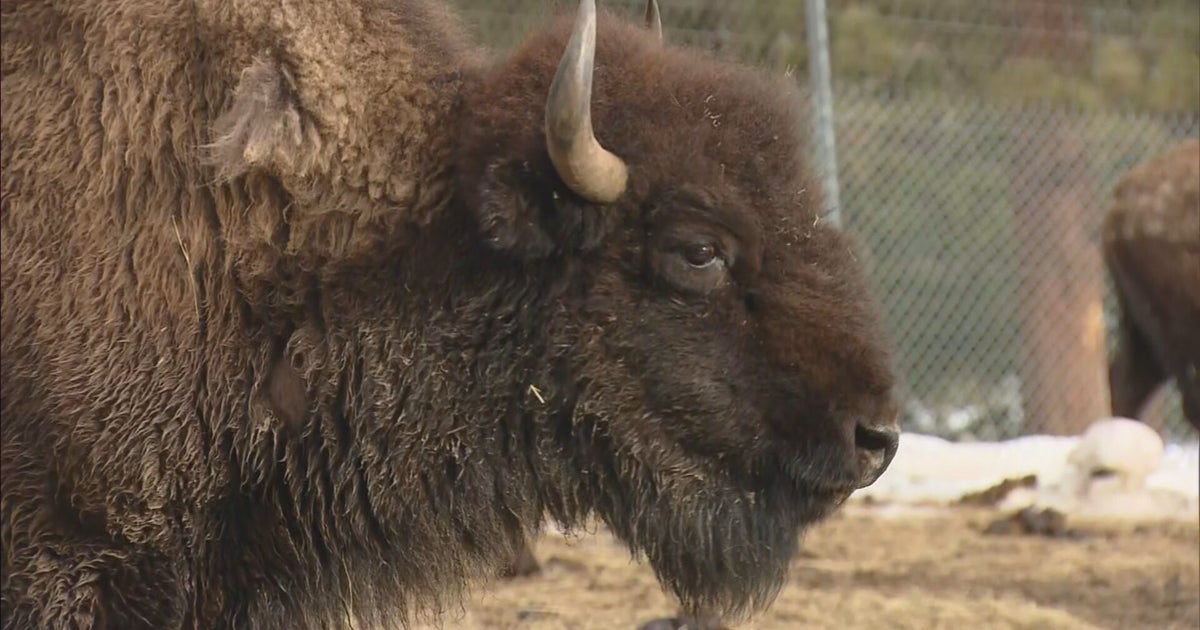 Denver Donates 13 Bison To Cheyenne And Arapaho Tribes - CBS Colorado
