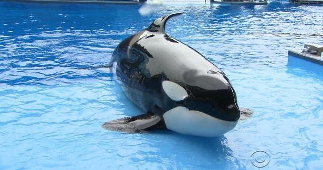 SeaWorld hopes to turn the tide after negative publicity - CBS News