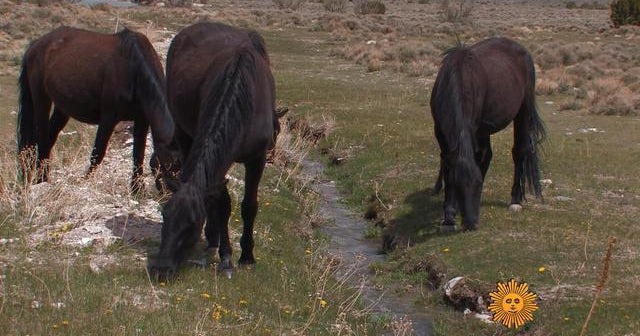 Nature: Cold Creek, Nevada - CBS News