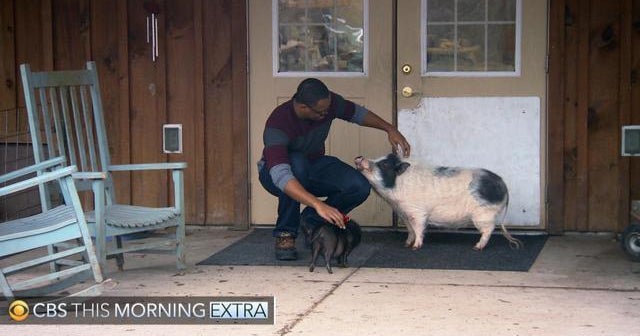 Discover "piggy camp" at Ross Mill Farm - CBS News