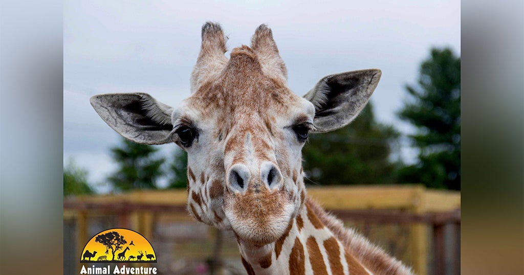 April The Giraffe, Who Became A Worldwide Sensation For Giving Birth In ...
