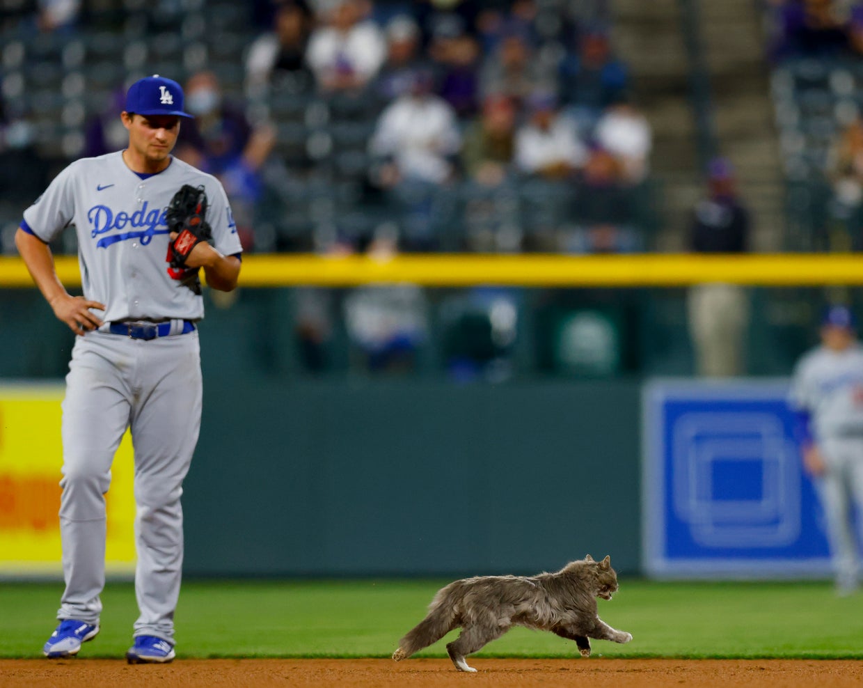 Fans Go Crazy As Cat Runs Across The Field During Rockies-Dodgers Game ...