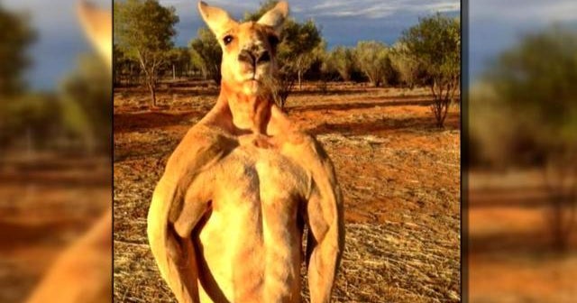Muscular marsupial goes viral - CBS News