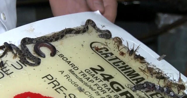 Homeowners sue after finding out property infested with snakes - CBS News