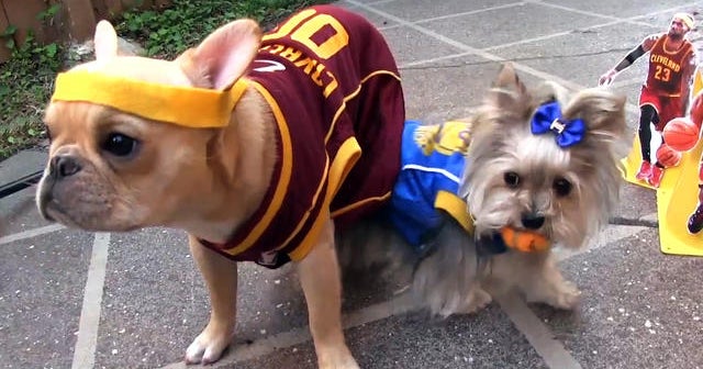 Dogs recreate Warriors-Cavaliers NBA Finals game - CBS News