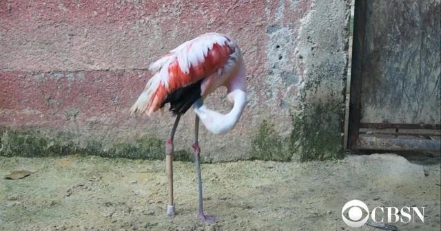 Flamingo receives prosthetic leg - CBS News