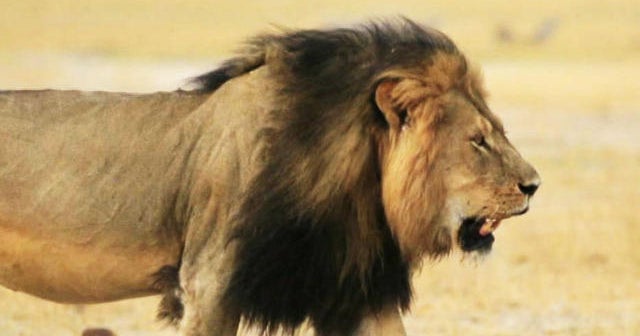 Killing of Cecil the lion raises questions about conservation - CBS News