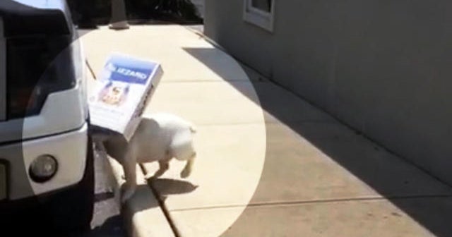 Stubborn dog won't drop box despite tripping, running into walls - CBS News
