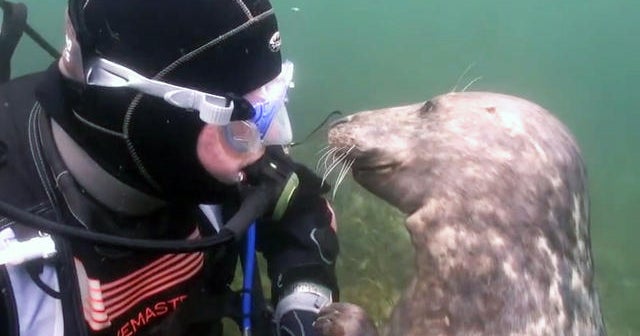Diver has an unbelievable encounter with a friendly seal - CBS News