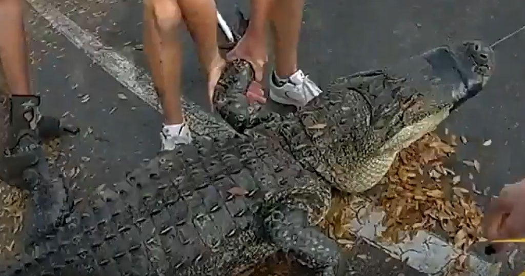 SEE IT: 10-Foot Alligator Captured From Underneath Car In Tampa As ...