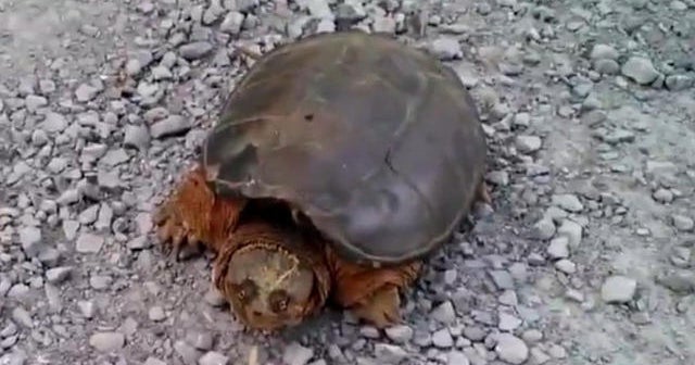 Real-life Ninja Turtle? - CBS News