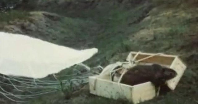Newly discovered video of parachuting beavers - CBS News