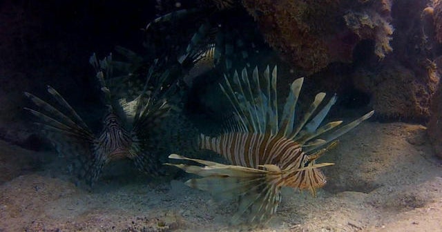Lionfish: Sea creatures behind an alarming invasion - CBS News