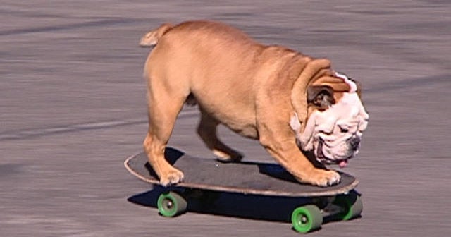 Remembering Tillman, the skateboarding bulldog - CBS News
