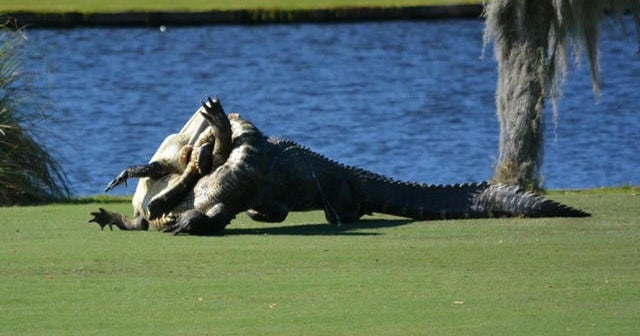 Alligators brawl on Florida golf course - CBS News