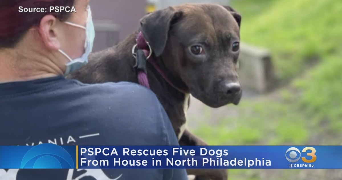 5 Dogs Saved From Possible Dogfighting Ring In North Philadelphia - CBS ...